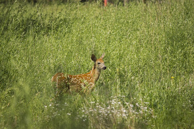 Faon Nature Jeune En Plein - Photo gratuite sur Pixabay - Pixabay
