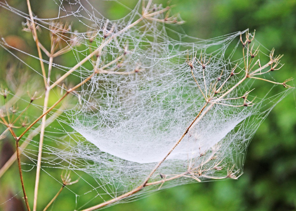 Spinnenweb Ochtenddauw Dauw - Gratis foto op Pixabay - Pixabay