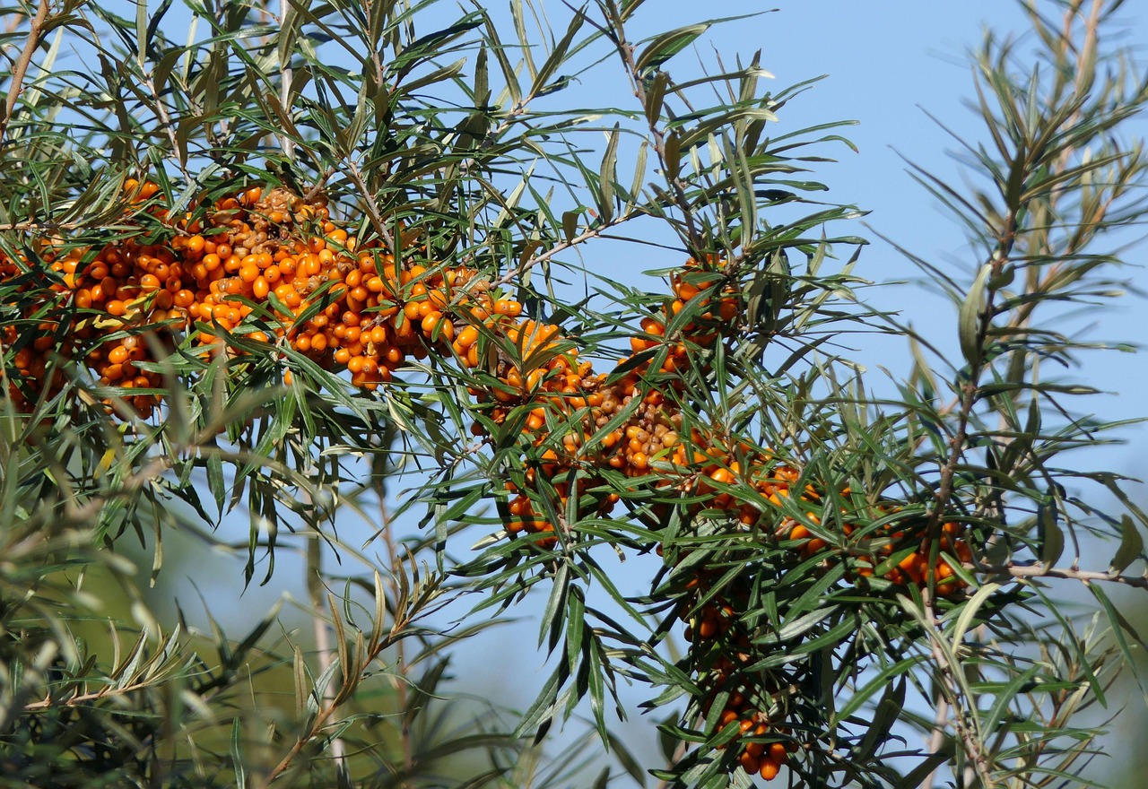 100,000+ Free Sea Buckthorn & Sea Images - Pixabay
