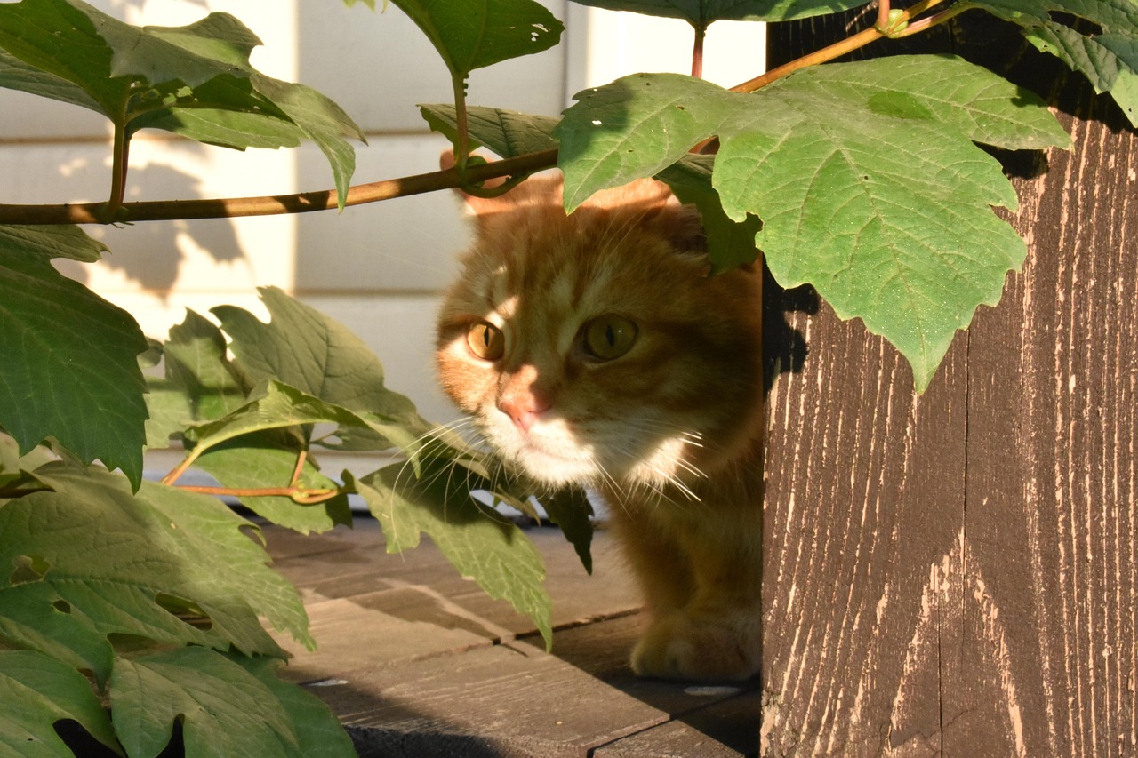 Cat Ginger Hunter - Free photo on Pixabay - Pixabay
