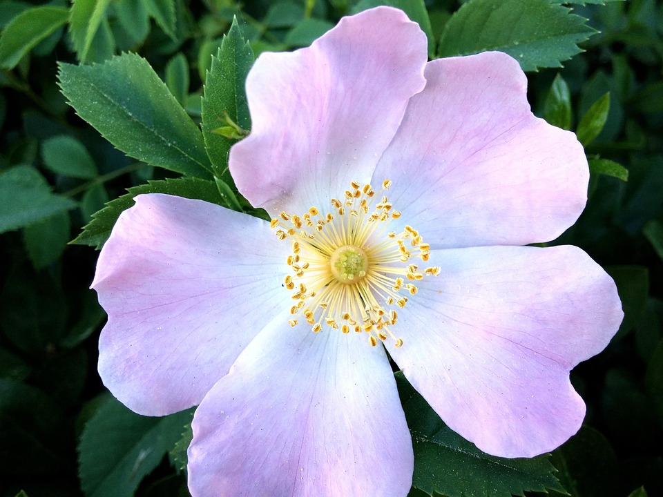 Blossom Bloom Flower - Free photo on Pixabay