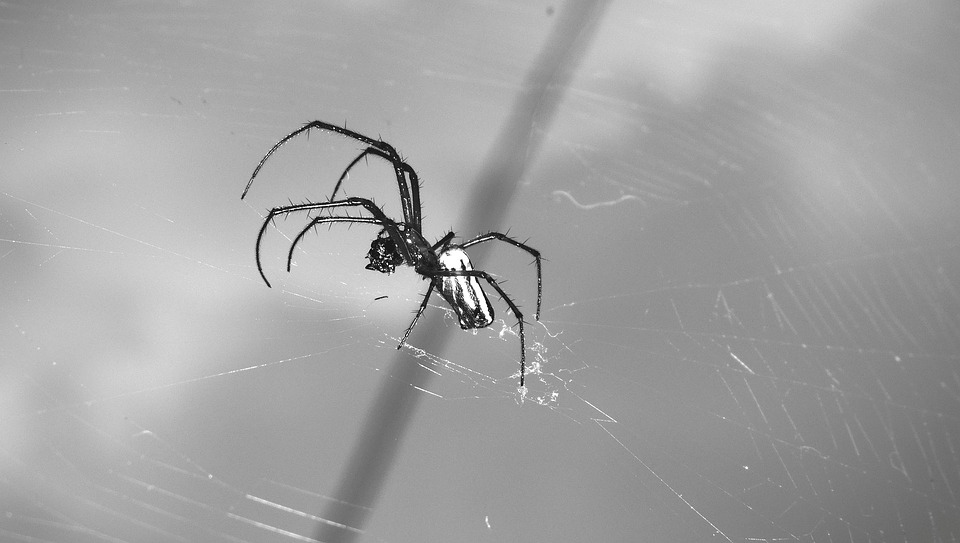 Macro Insecto Aracnido - Foto gratis en Pixabay - Pixabay