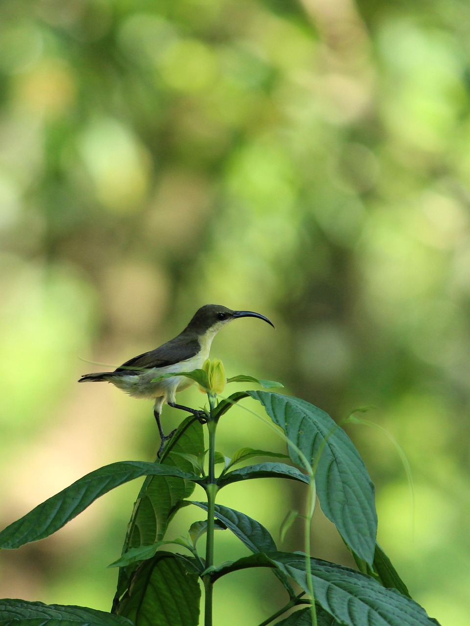 Pájaro Del Sol Aviar - Foto gratis en Pixabay - Pixabay