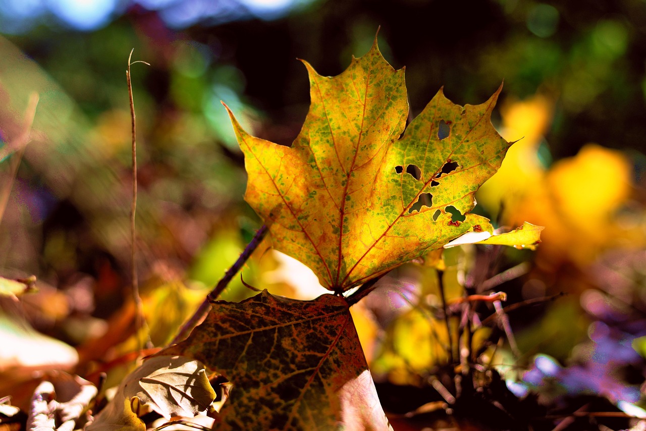 Autumn Leaves Fall Autumnal - Free photo on Pixabay - Pixabay