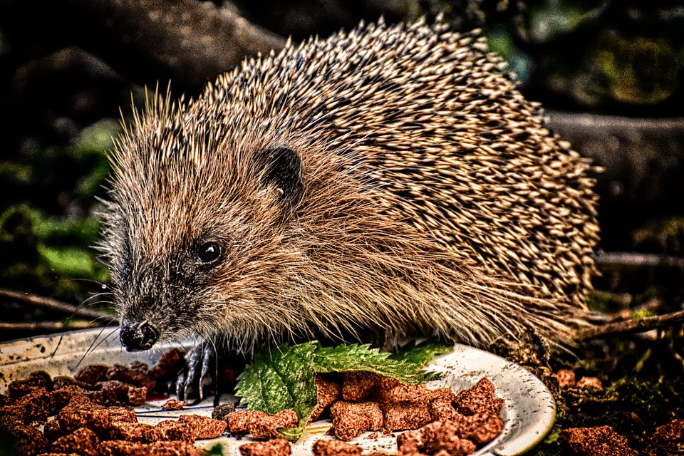 Hedgehog Wolf Down Animal - Free photo on Pixabay - Pixabay