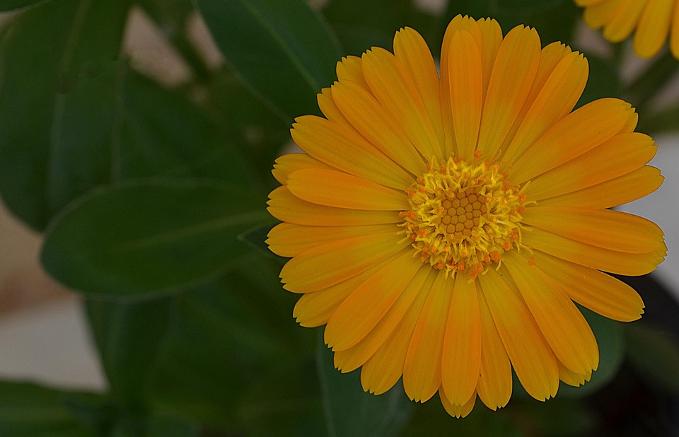 Bunga Calendula Alam - Foto gratis di Pixabay - Pixabay