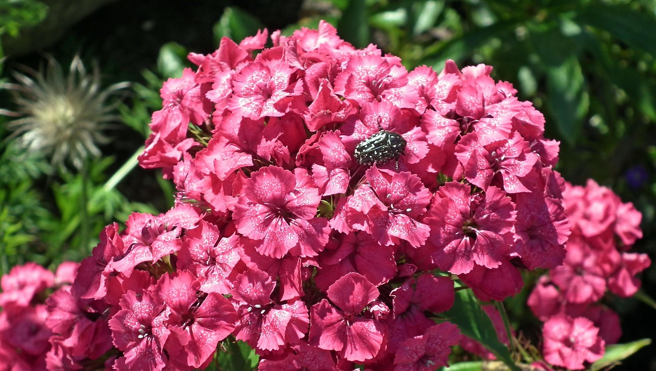 Flor Gożdzik De Piedra Rosado - Foto gratis en Pixabay - Pixabay