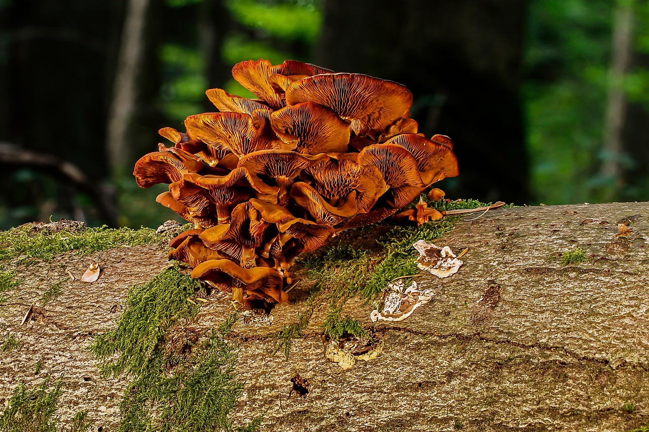 2,000+ Free Fungi & Nature Images - Pixabay