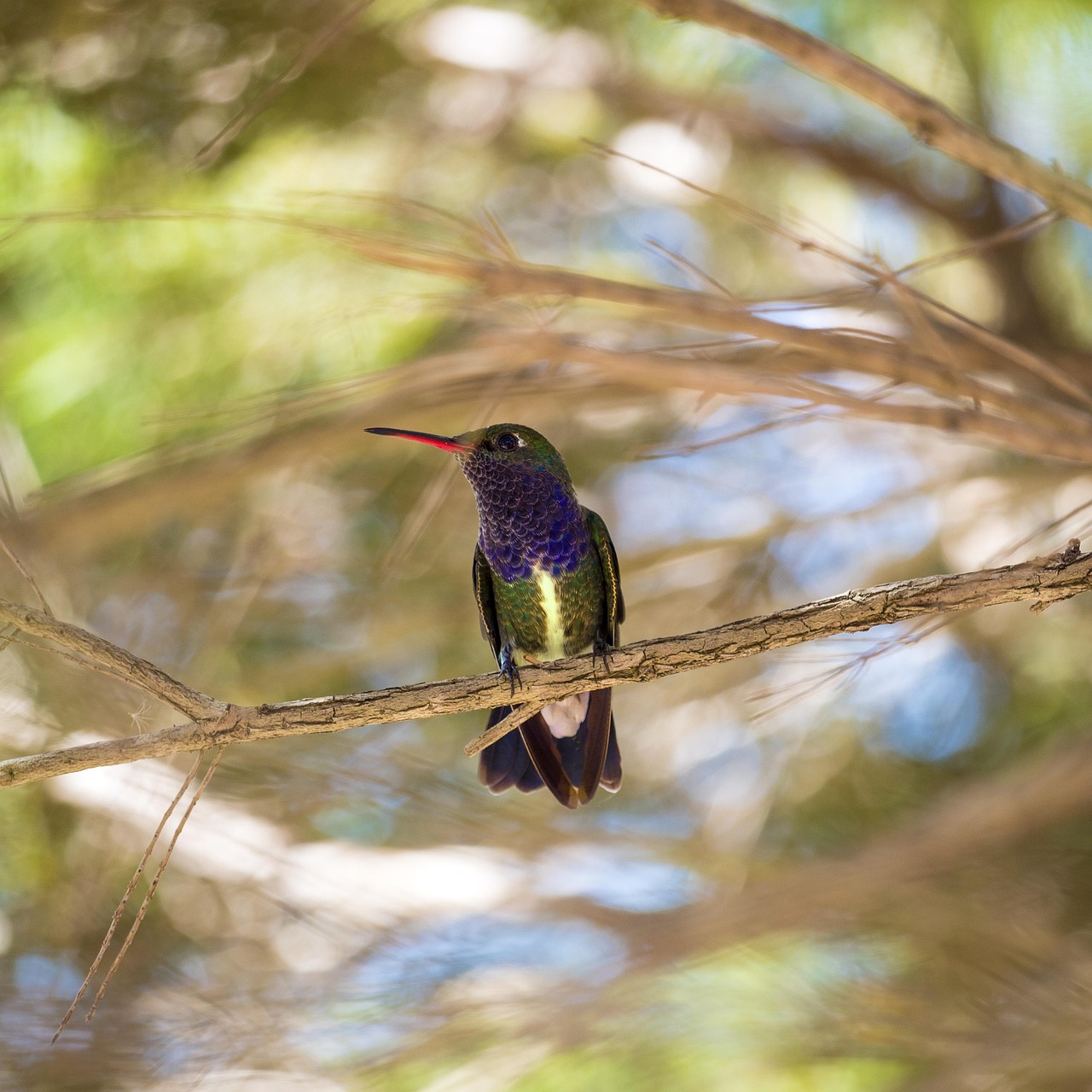 Colibri Oiseaux La Nature - Photo gratuite sur Pixabay - Pixabay