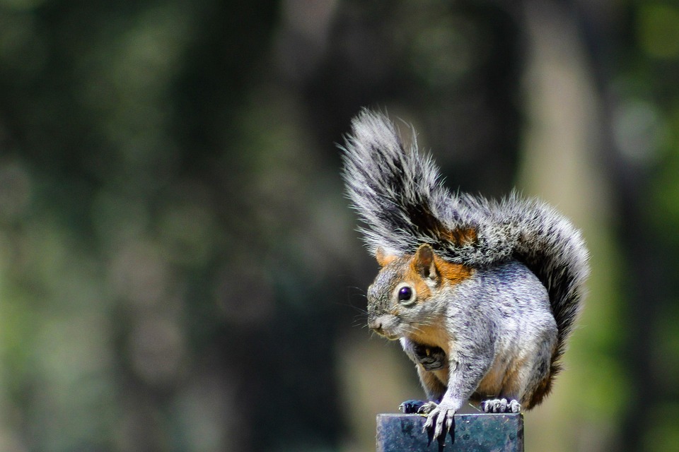 Animal Chipmunk Nature - Free photo on Pixabay - Pixabay