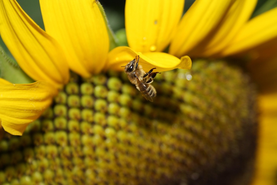 Sunflower Bee Summer - Free photo on Pixabay - Pixabay