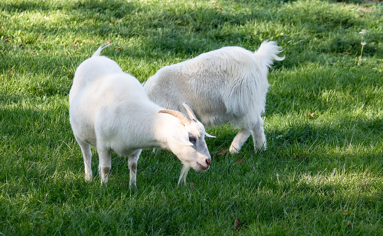 Cabra Animal Animais Selvagens - Foto gratuita no Pixabay - Pixabay