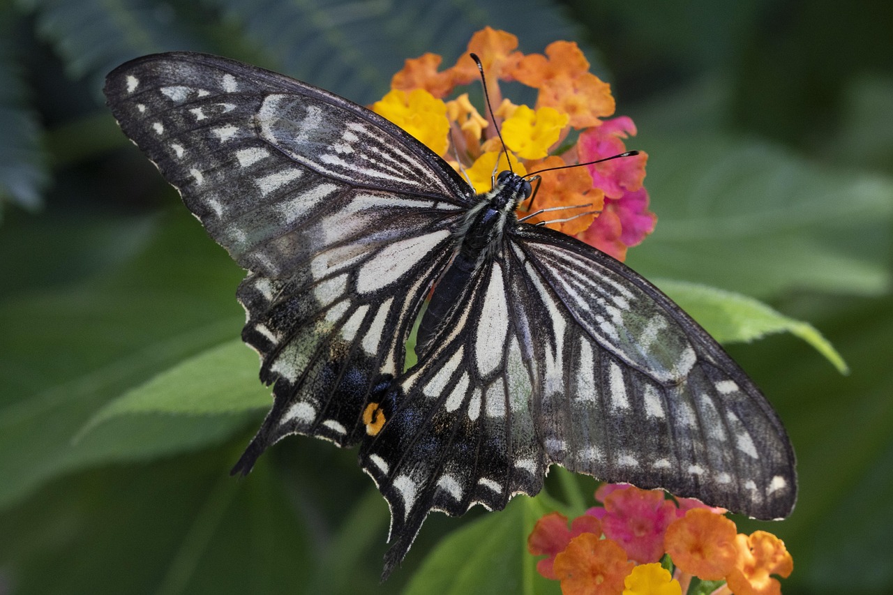 Mariposa Insectos Naturaleza - Foto gratis en Pixabay - Pixabay
