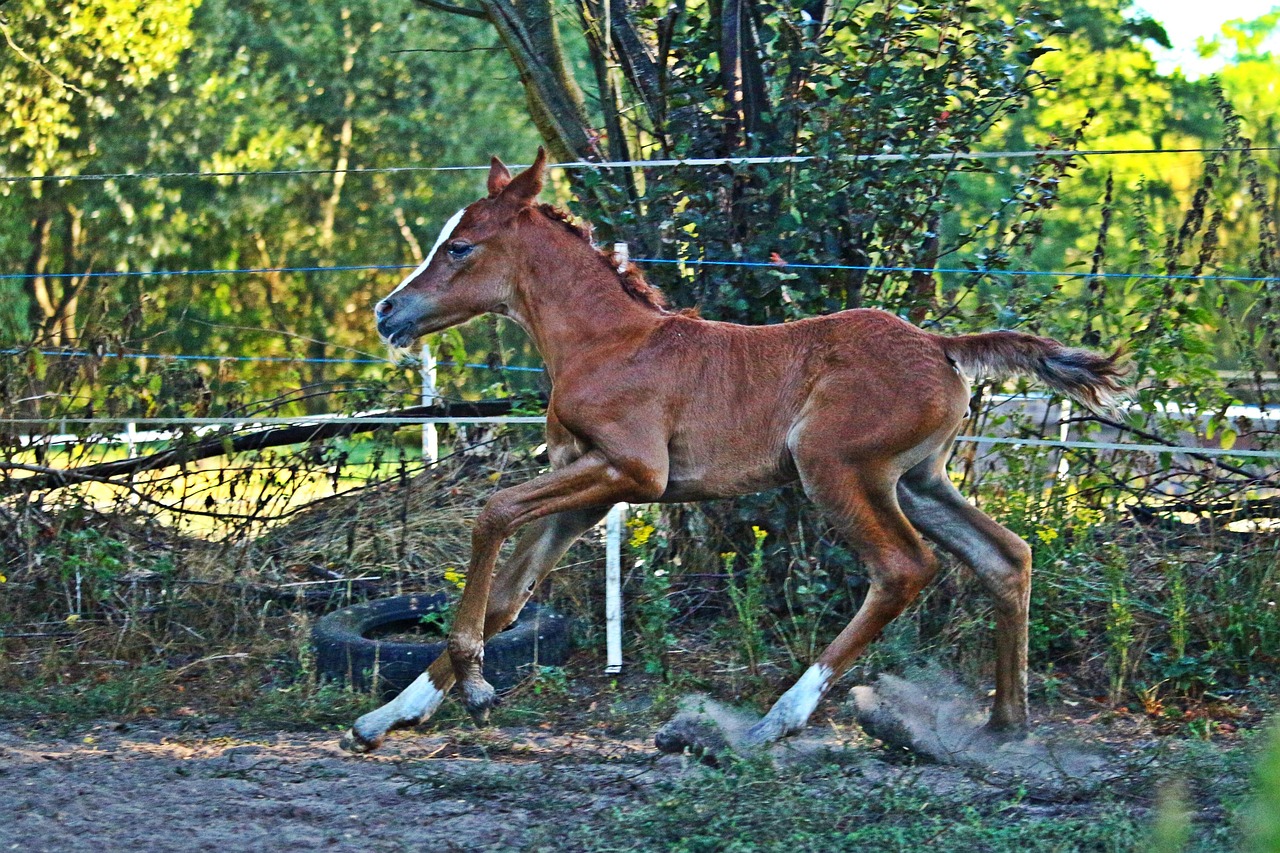 Foal Horse Gallop - Free photo on Pixabay