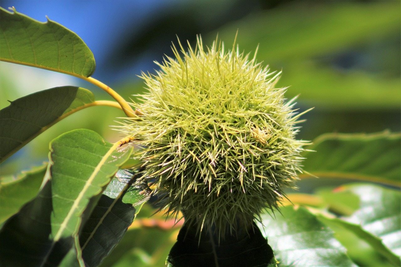 Chestnut Spur Fall - Free photo on Pixabay