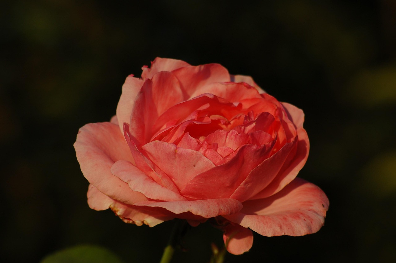 Blume Rosa Blütenblätter - Kostenloses Foto auf Pixabay - Pixabay