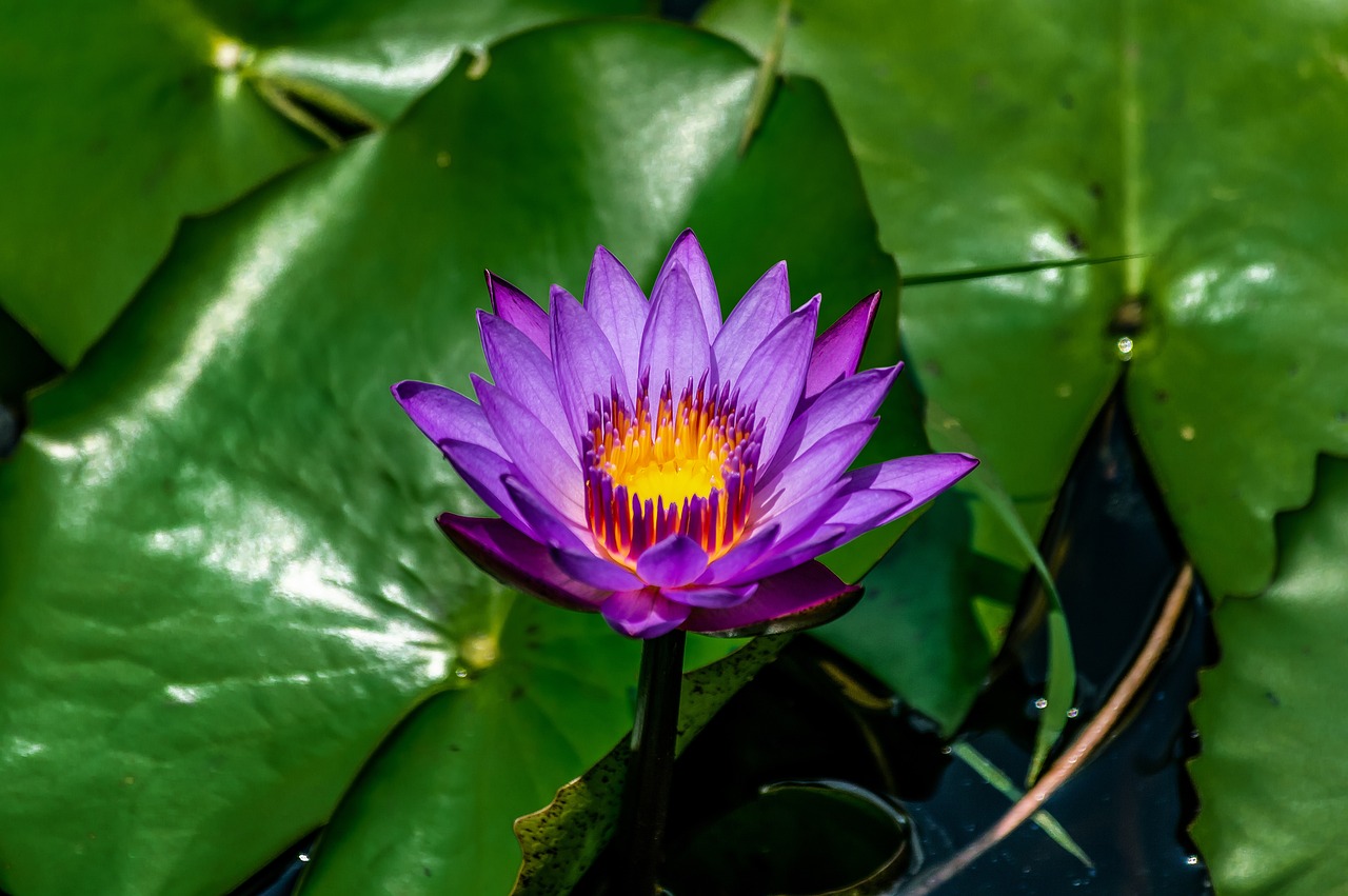 Purple Lotus Flower - Free photo on Pixabay
