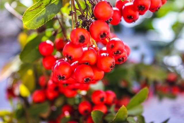 Baga Vermelho Verde Bagas De - Foto gratuita no Pixabay - Pixabay