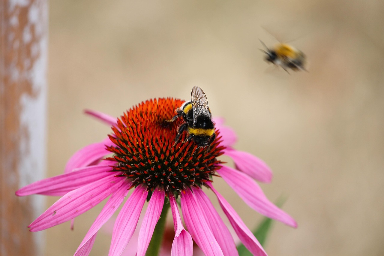 20,000+ Free Bumble-Bee & Bumble Bee Images - Pixabay