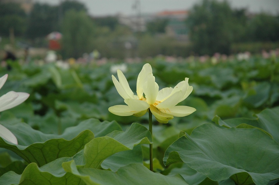 Lotus Flower Nature - Free photo on Pixabay