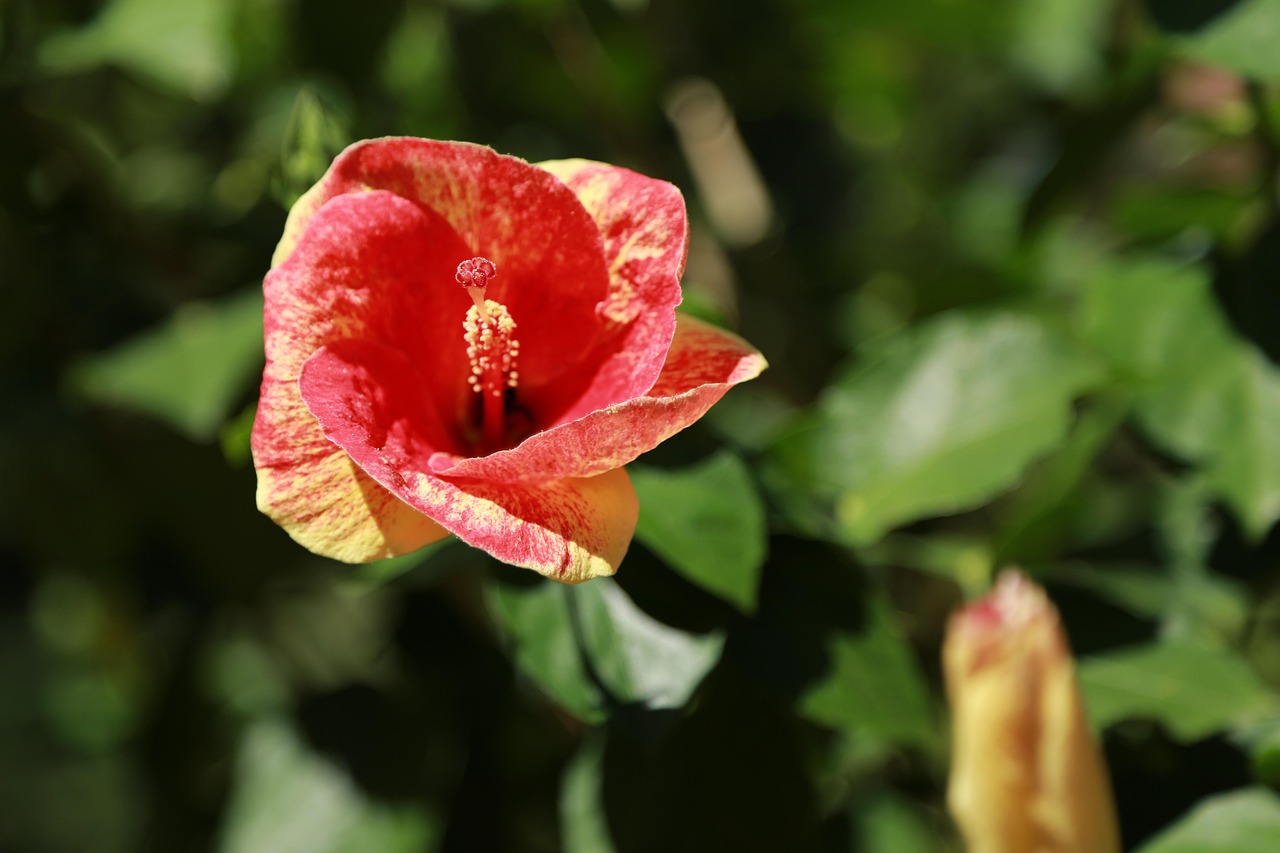 Fleur Fleurs Sauvages Nature - Photo gratuite sur Pixabay - Pixabay
