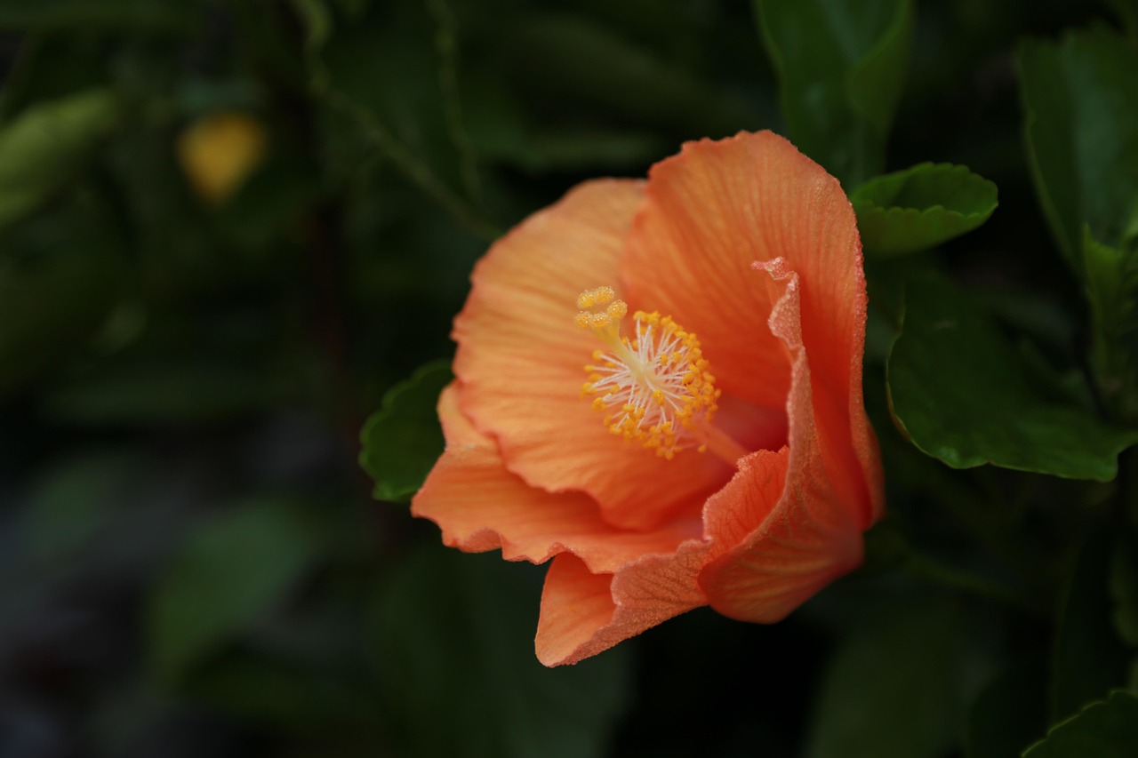 Blomma Wildflower Natur - Gratis foto på Pixabay