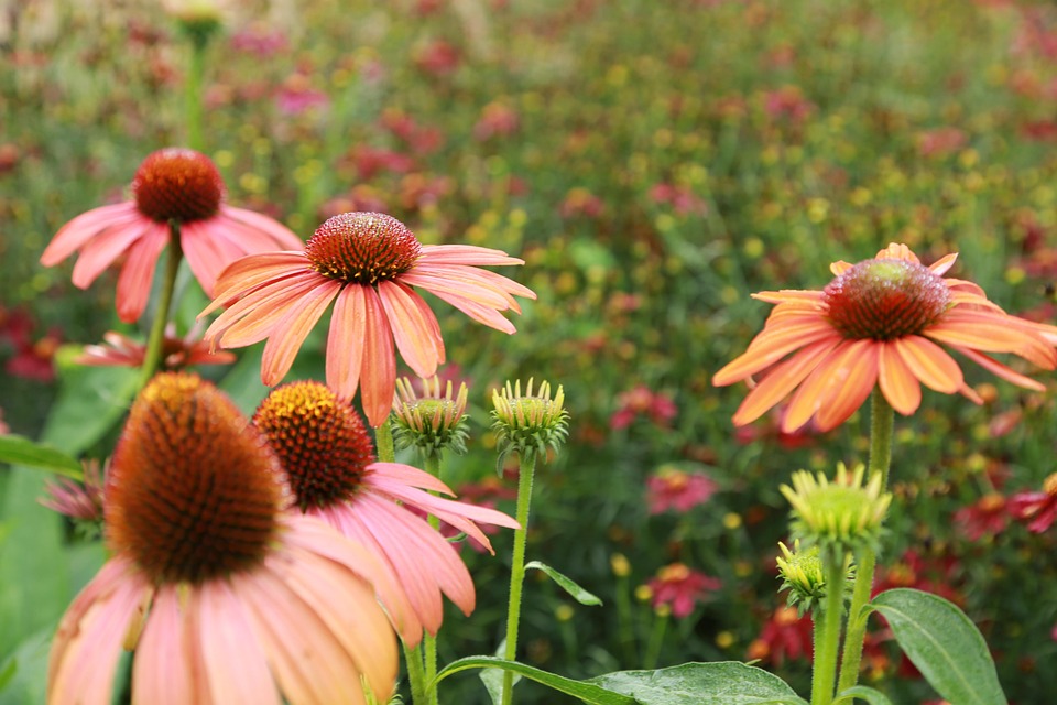Kukka Wildflower Luonto - Ilmainen valokuva Pixabayssa - Pixabay