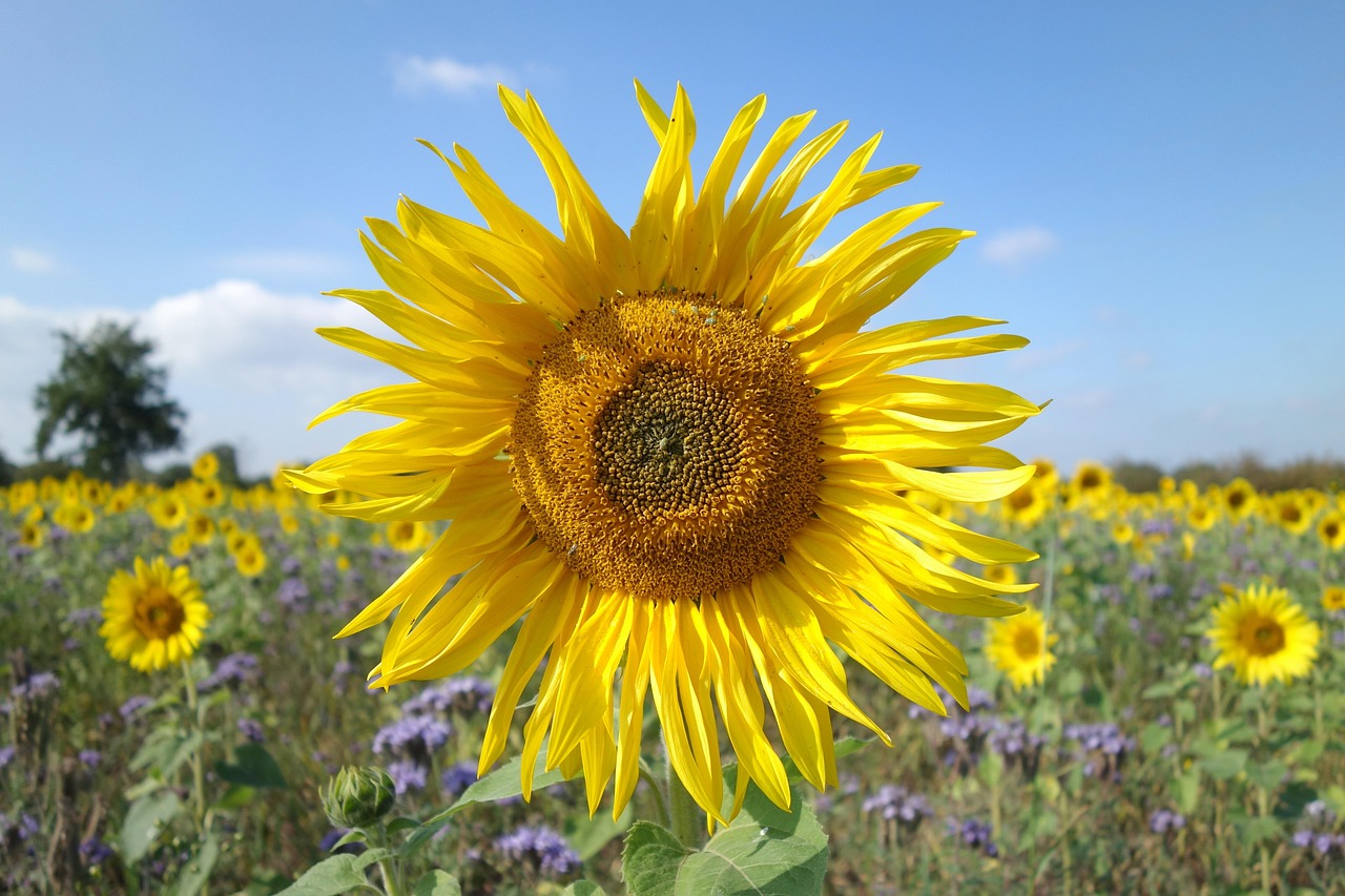 Tournesol La Nature Plante - Photo gratuite sur Pixabay - Pixabay