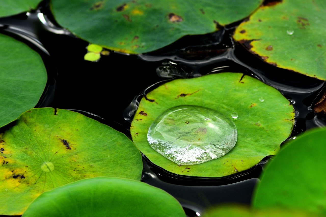 Druppels Water Waterdruppels - Gratis foto op Pixabay - Pixabay