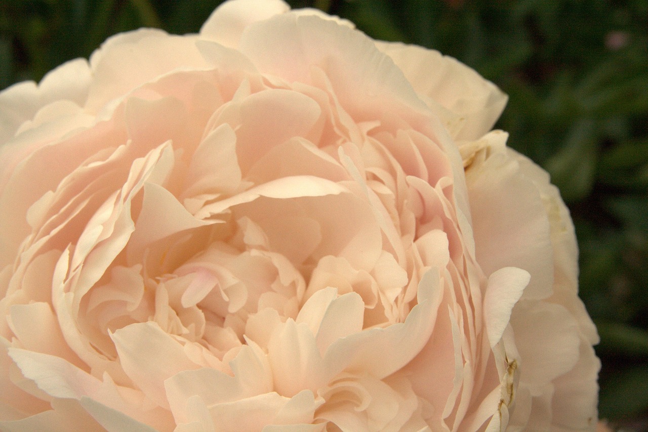 Rose Light Pink Flower - Free photo on Pixabay - Pixabay