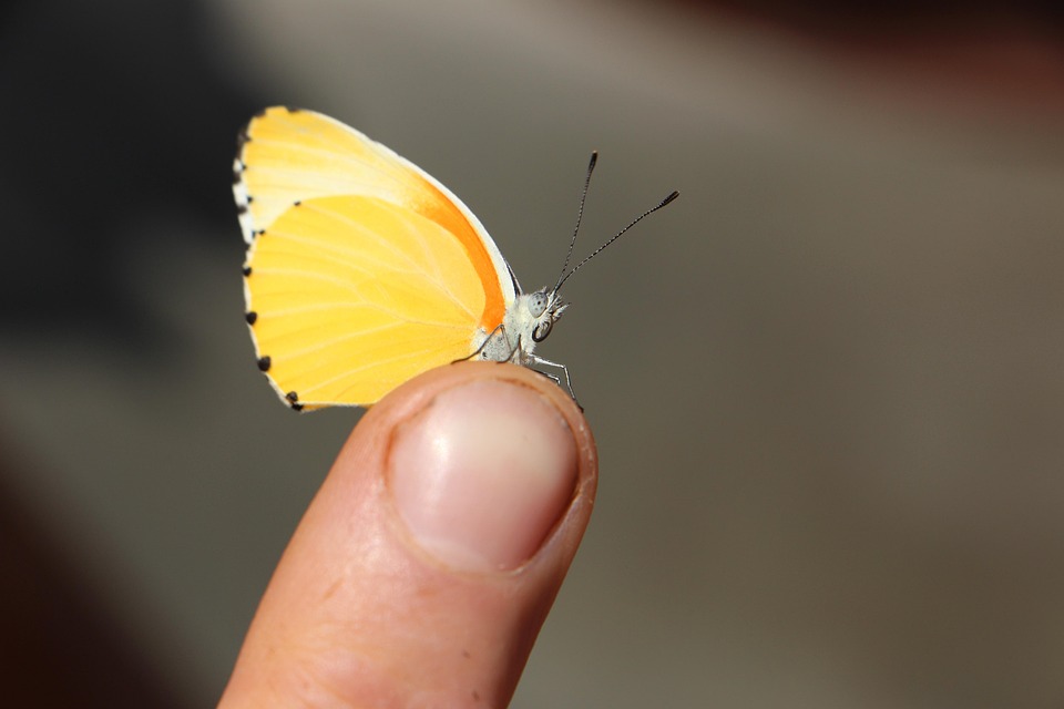 Butterfly Yellow Insect - Free photo on Pixabay - Pixabay