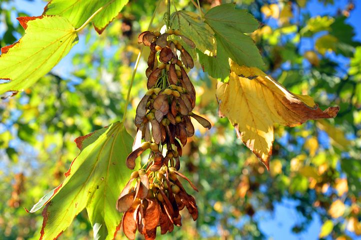 300+ Free 썸 & Indian Summer Photos - Pixabay
