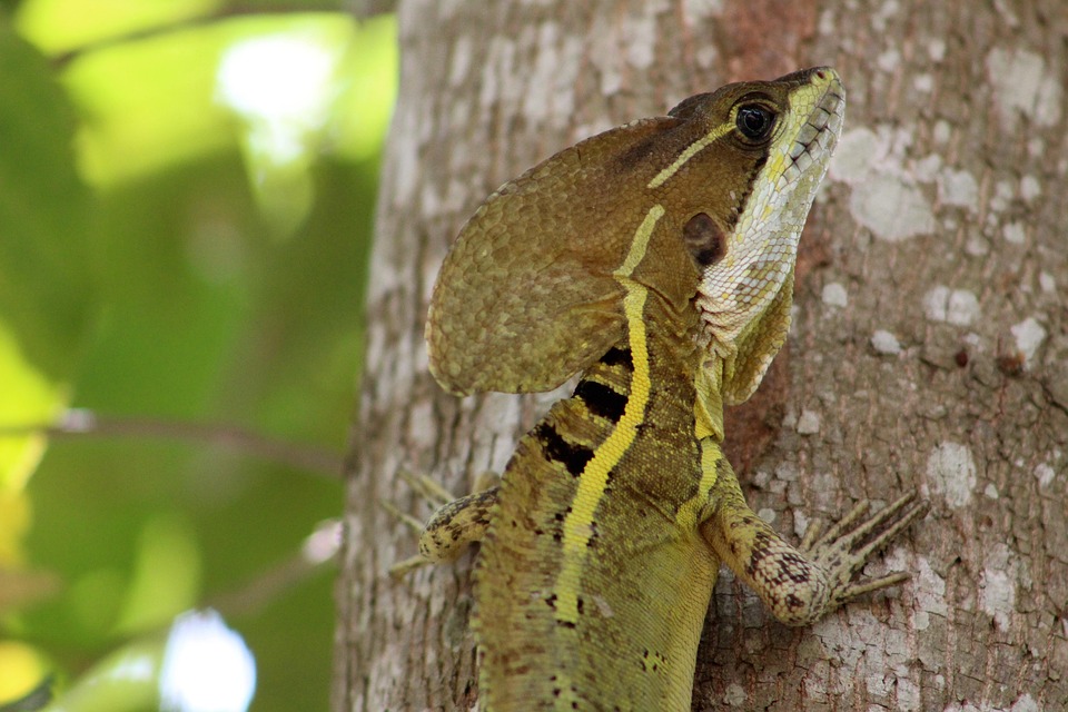 Reptile Mexican - Free photo on Pixabay - Pixabay