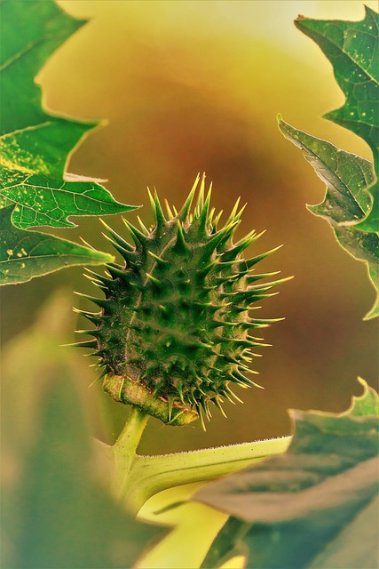 Pomme Épineuse Vert Plante - Photo gratuite sur Pixabay