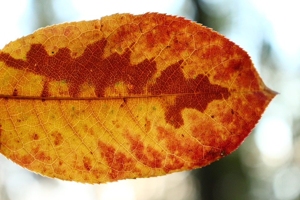 Plante Feuille Feuilles - Photo gratuite sur Pixabay - Pixabay