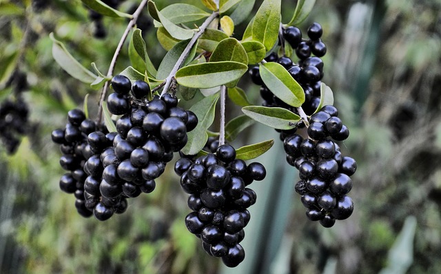 Arbusto Plantar Natureza - Foto gratuita no Pixabay - Pixabay