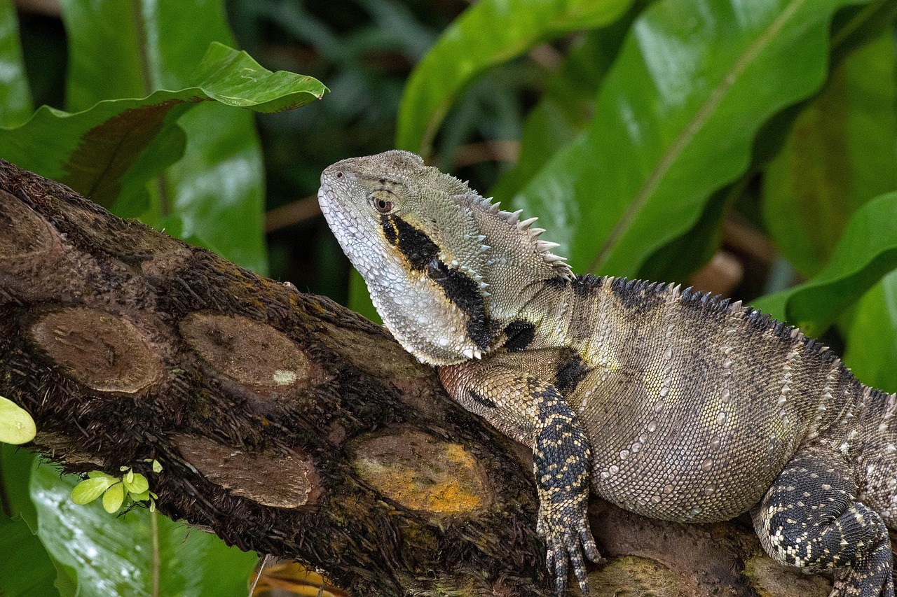 Water Monitor Lizard Reptile - Free photo on Pixabay - Pixabay