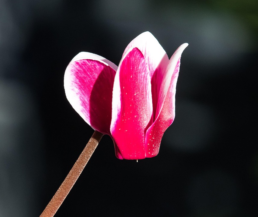 Cyclamen Flower Plant - Free photo on Pixabay - Pixabay