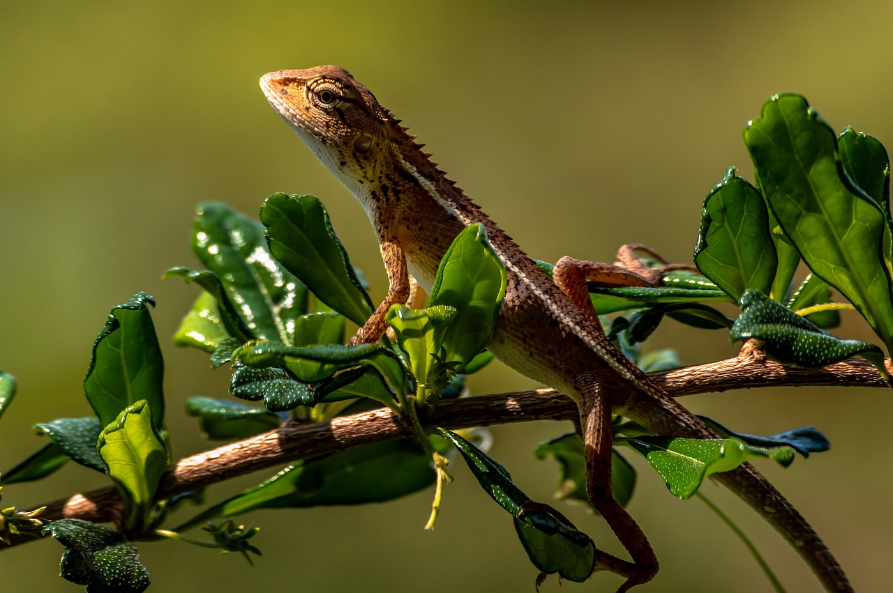 Chameleon Animal Lizard - Free photo on Pixabay - Pixabay
