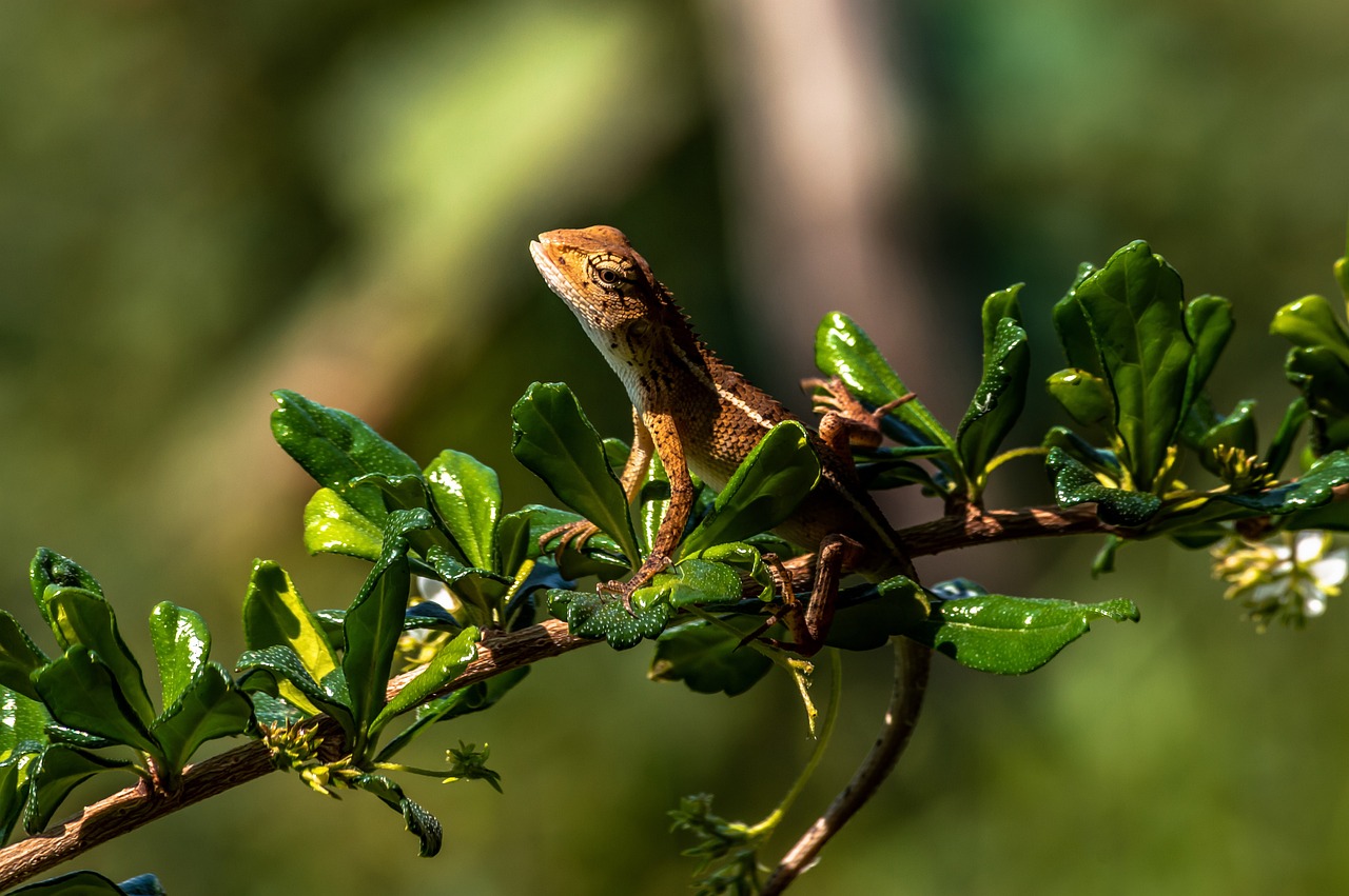 Chameleon Animal Lizard - Free photo on Pixabay - Pixabay