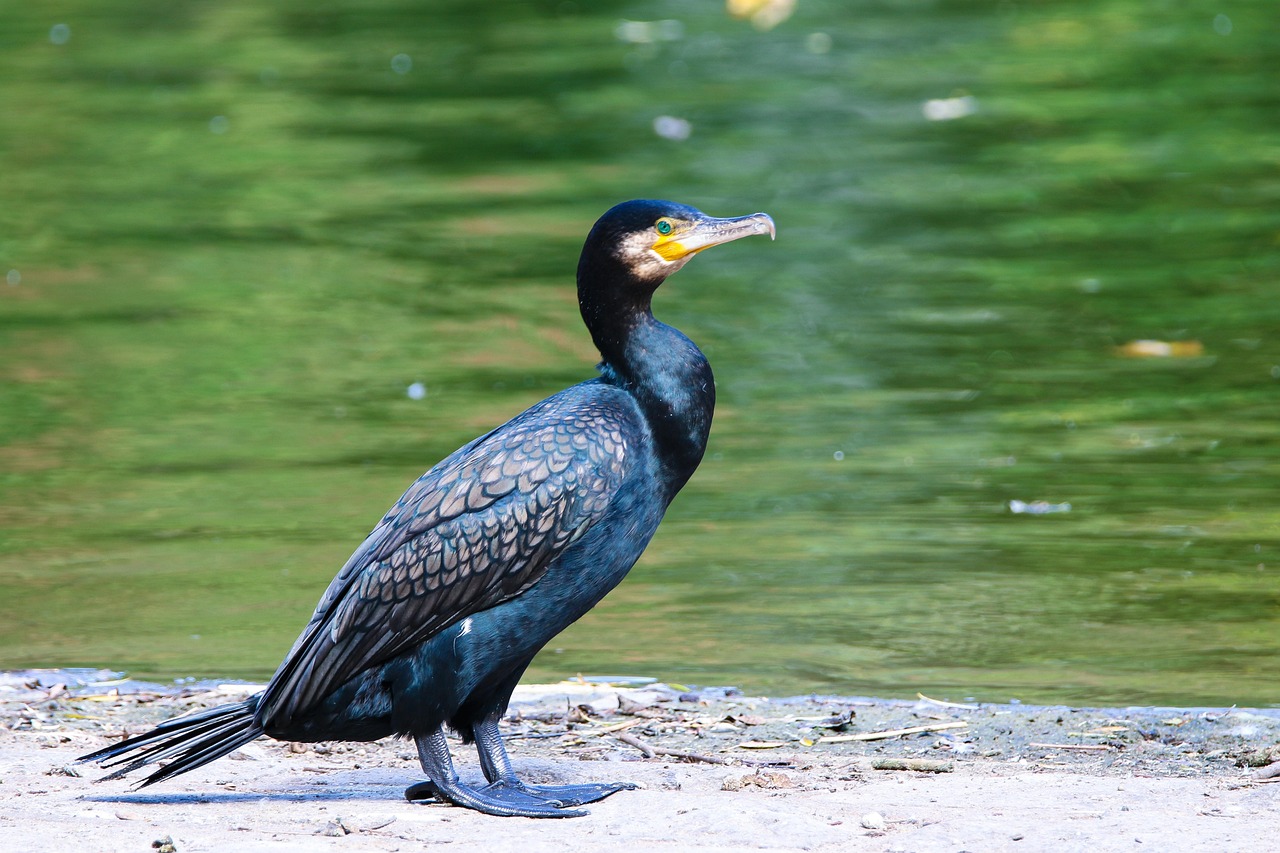 1.000+ kostenlose Kormoran und Natur-Bilder - Pixabay