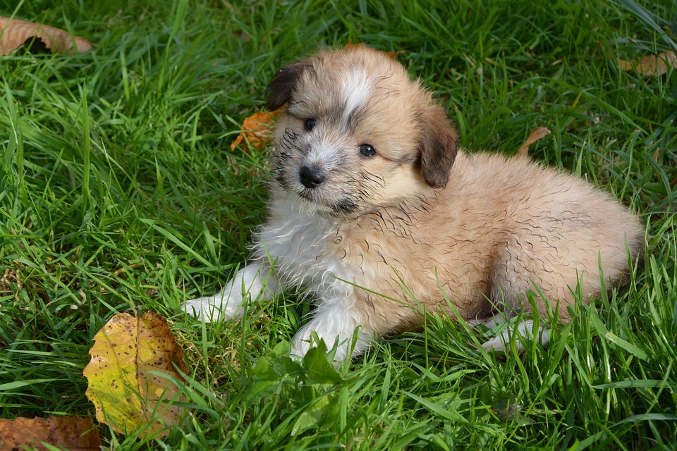 Welpen Hund Junger Hunde - Kostenloses Foto auf Pixabay - Pixabay