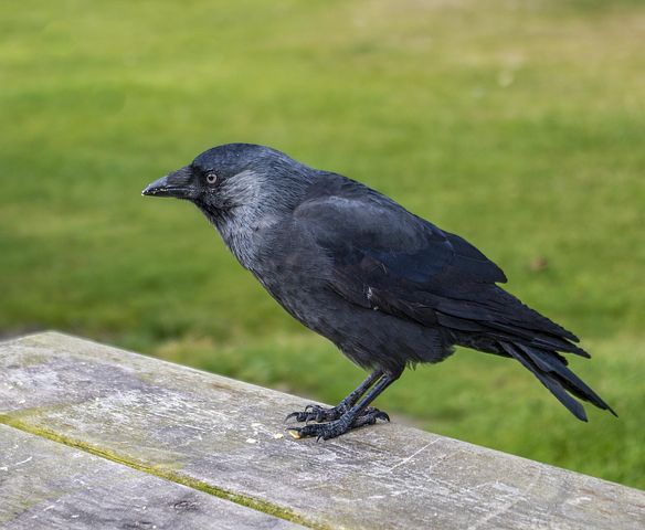 300+ Free Jackdaws & Bird Photos