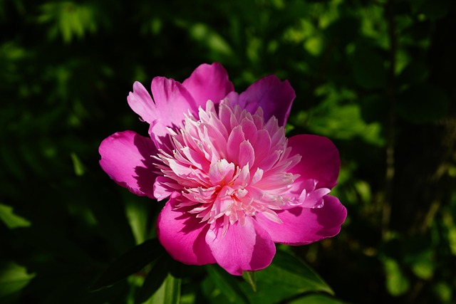 Peony Flower Plant - Free photo on Pixabay