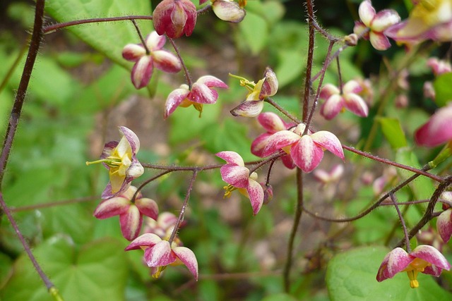 Flower Green Hike - Free photo on Pixabay