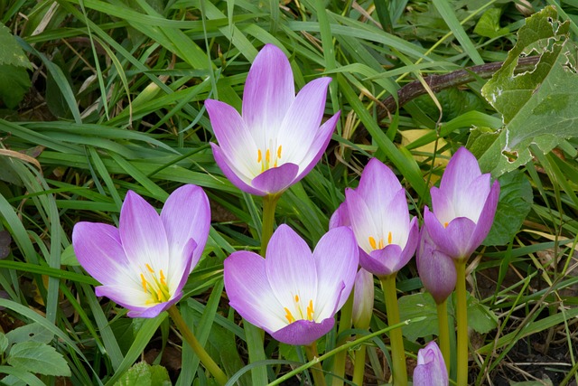 Flori Pe Iarba - Fotografie gratuită pe Pixabay - Pixabay