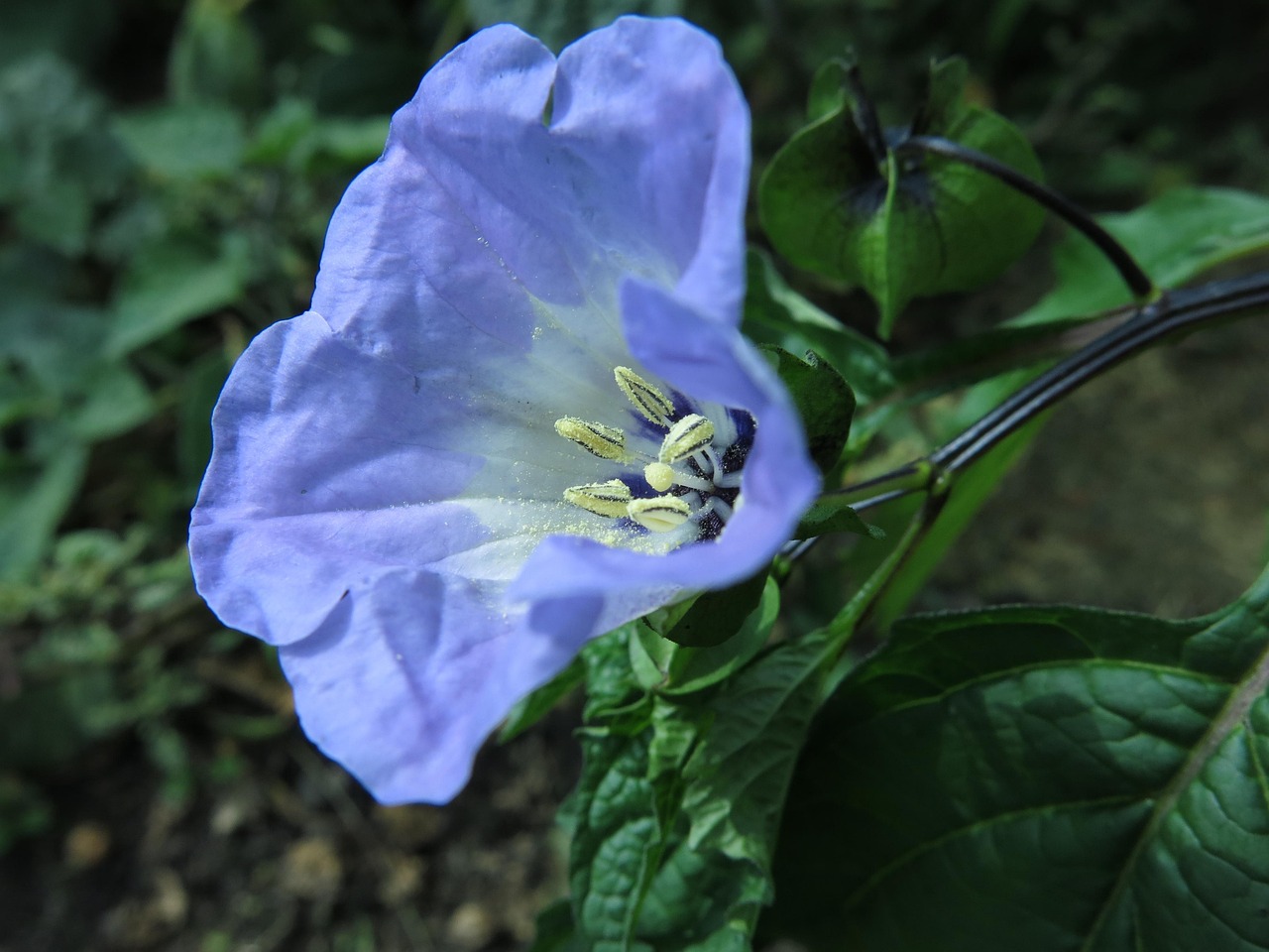 蓝色灯笼花 毒浆果 Nicandra Physaloides - Pixabay上的免费照片