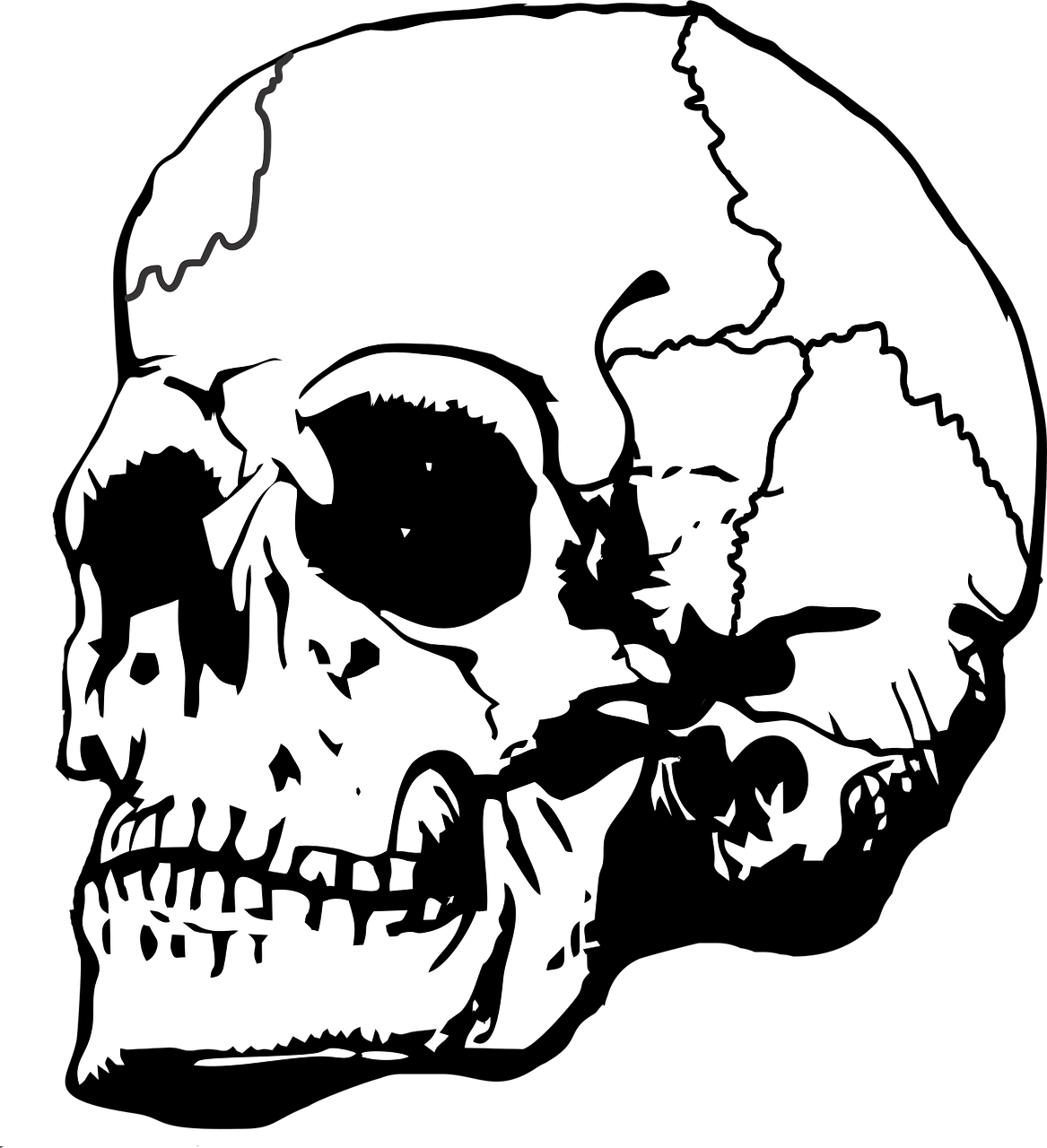 Skull Bone Bones Free Vector Graphic On Pixabay Skull Bone Bones Free Vector Graphic On Pixabay