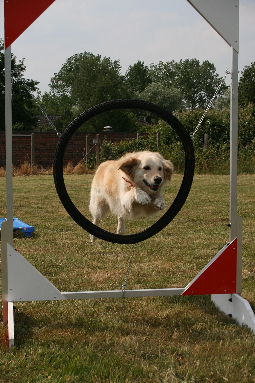 Dog School Tire Domestic - Free photo on Pixabay