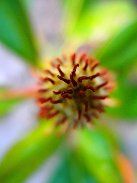 Bunga Benang Sari Tanaman - Foto gratis di Pixabay - Pixabay